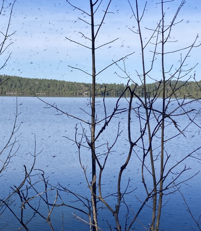 Spring is in the air – Bassin versant du Lac Heney Watershed